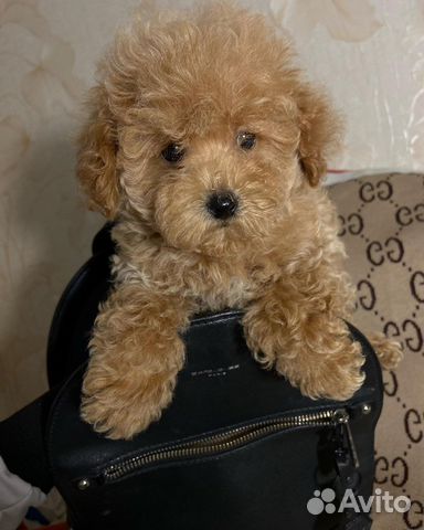 Мальтипу плюшевый мишутка мини китай