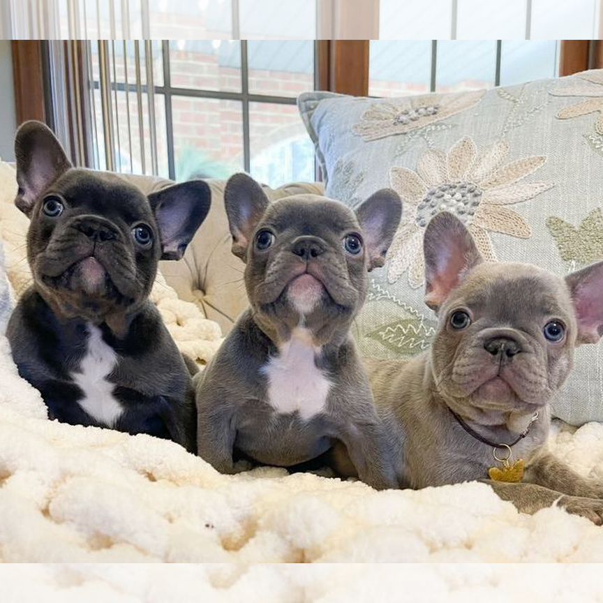 Французский бульдог, щенок