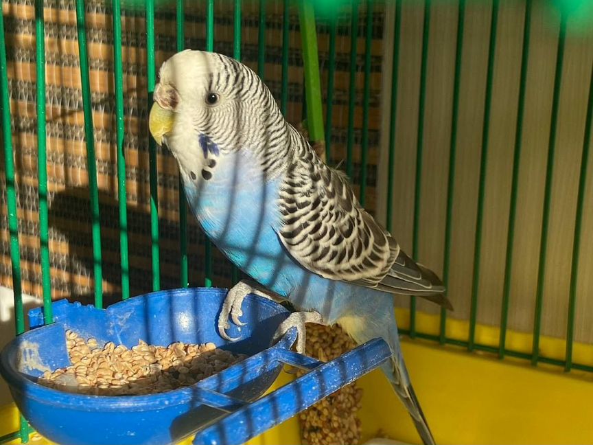 Волнистый попугай самка с клеткой