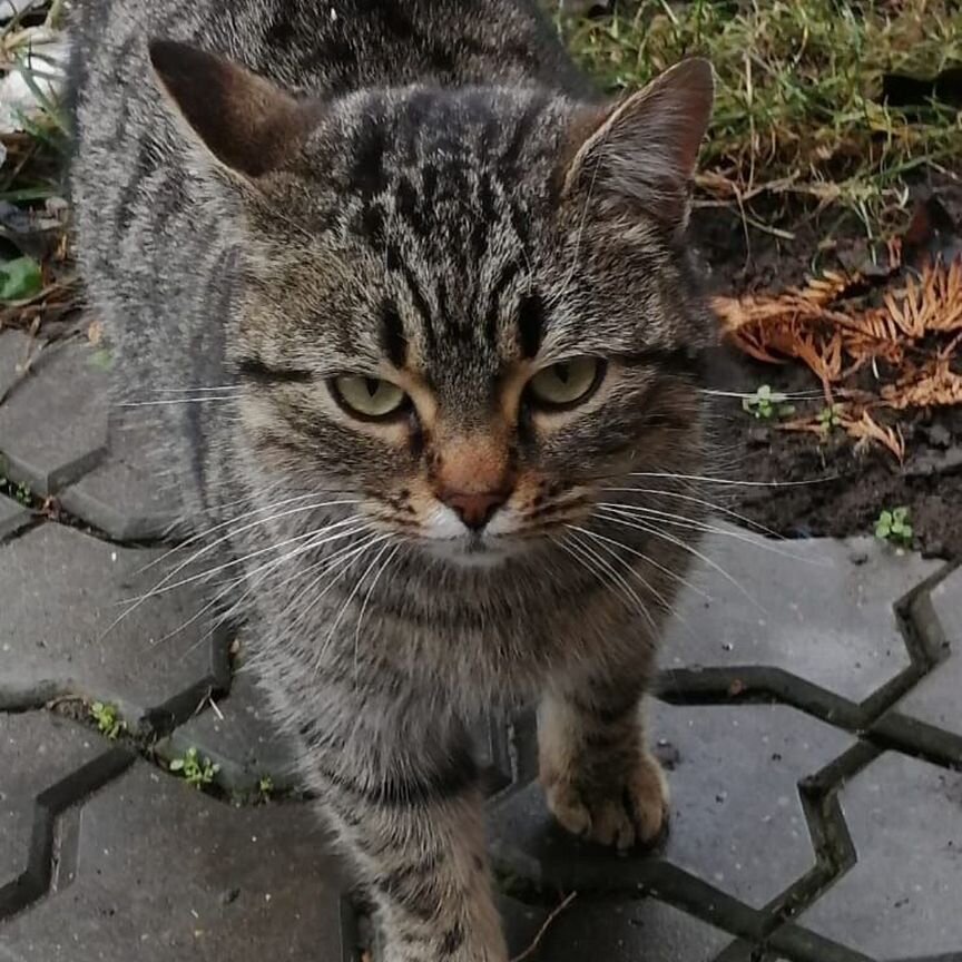 Молодая, ласковая кошечка