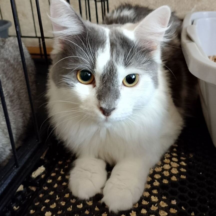Сибирский котёнок