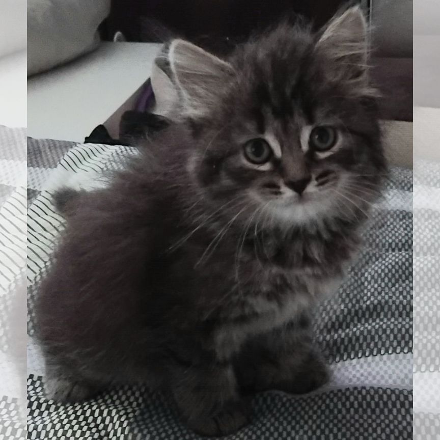 Сибирский котёнок