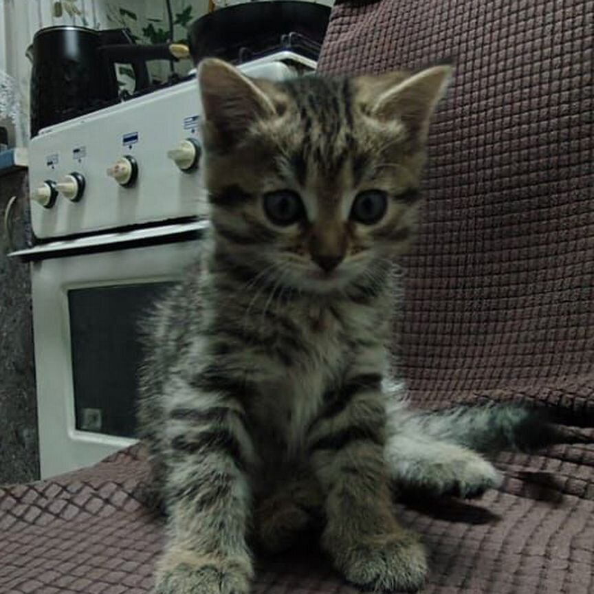 Британский короткошёрстный котёнок