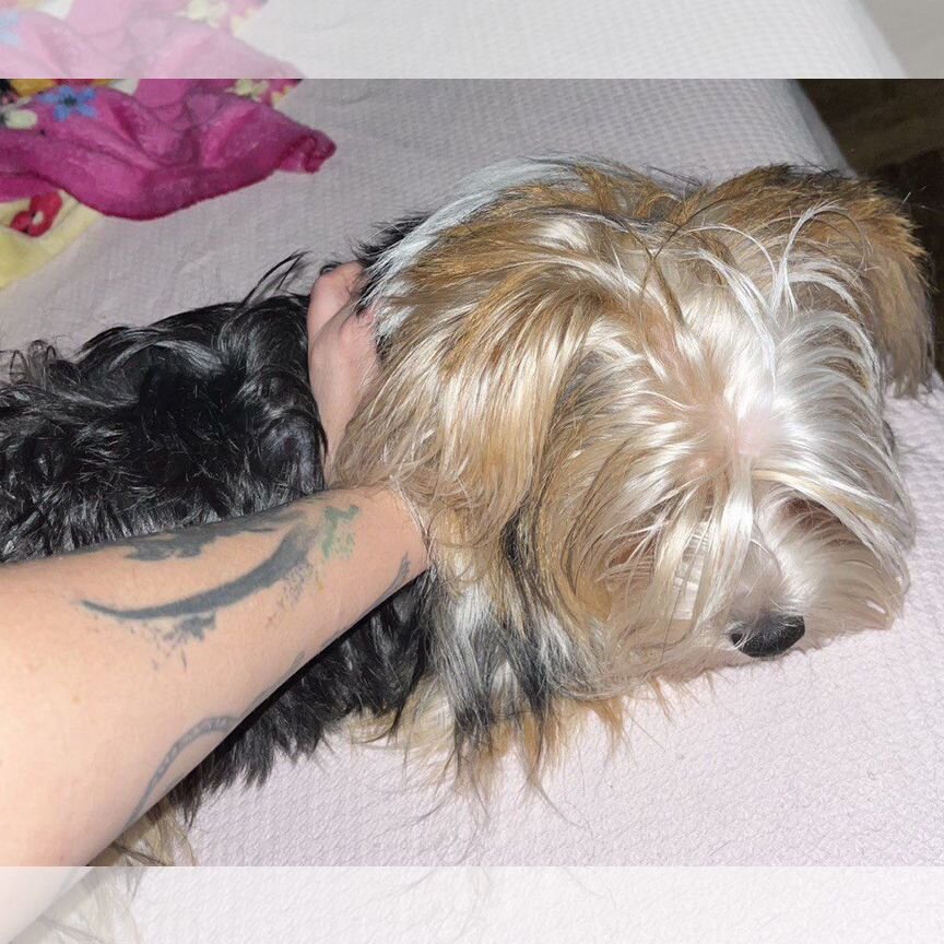 Йоркширский терьер, щенок