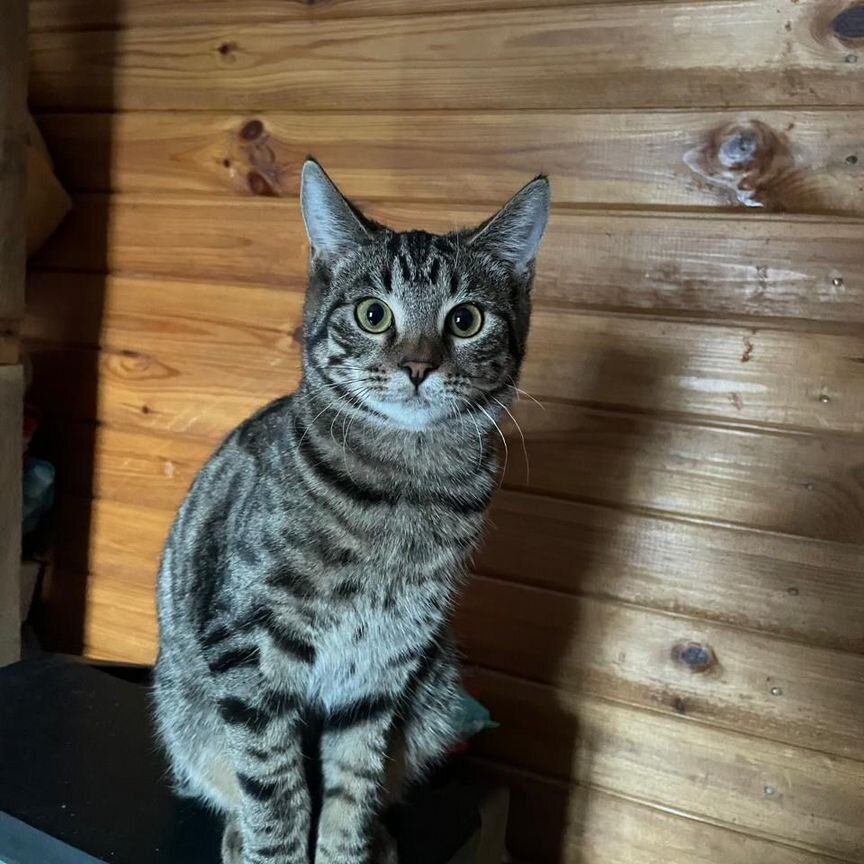 Кошечка Ницца в дар