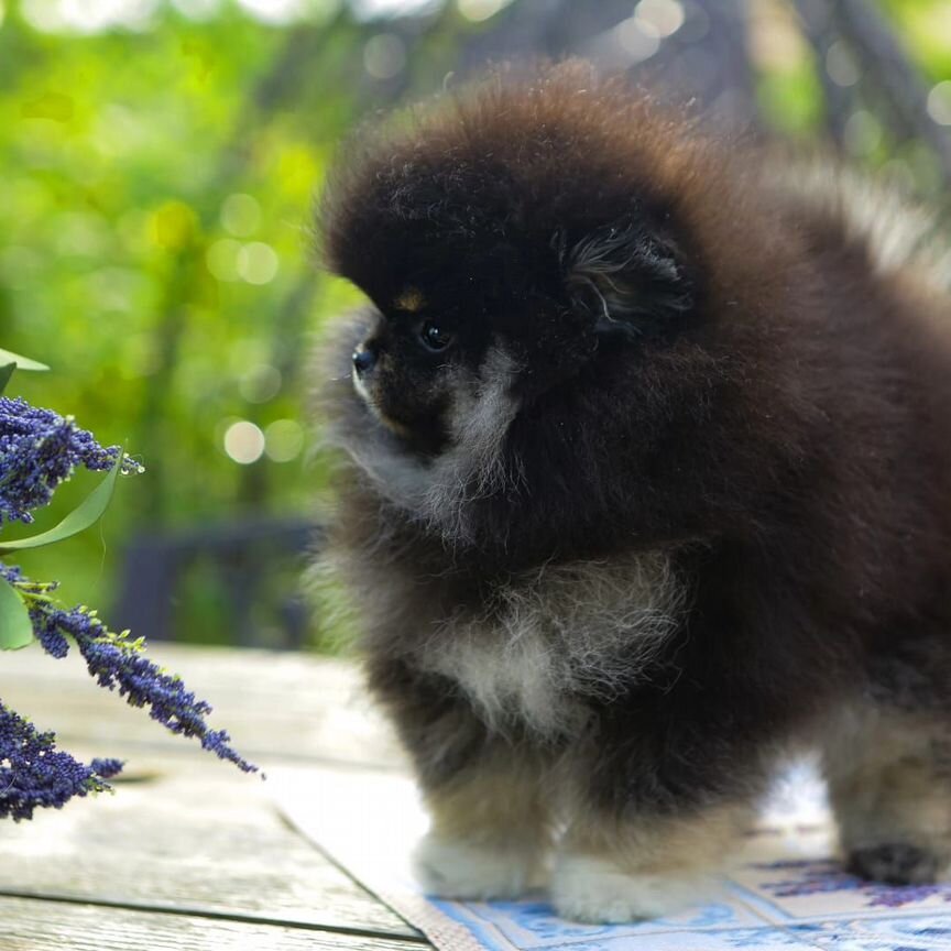 Миничка красотка