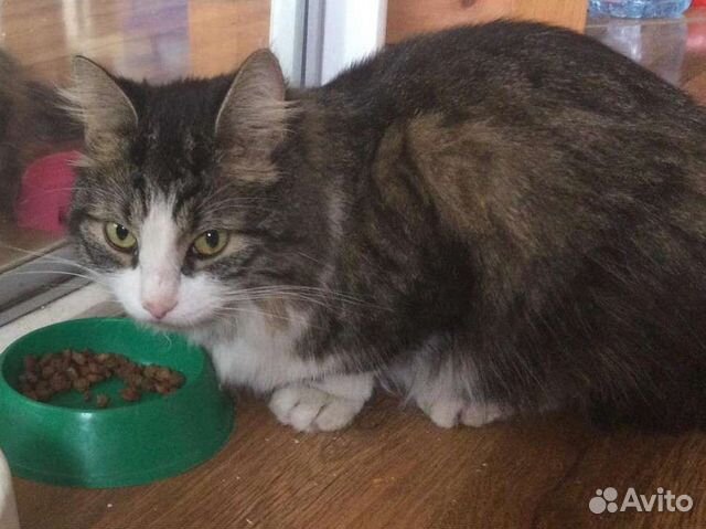 Ласковую кошку отдадим в добрые руки