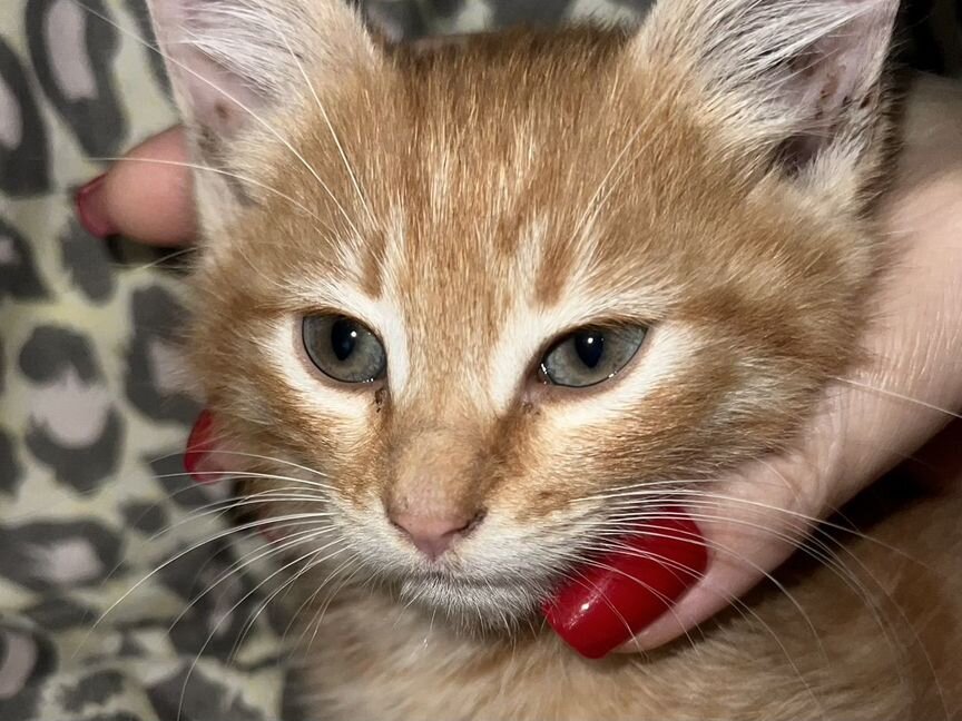 Котик бесплатно Калуга
