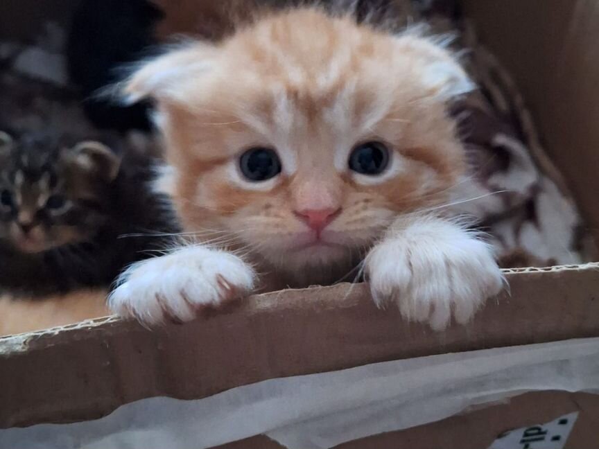 Котята в добрые руки бесплатно