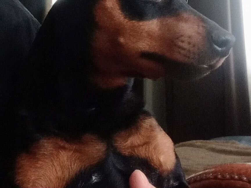 Цвергпинчер отдам