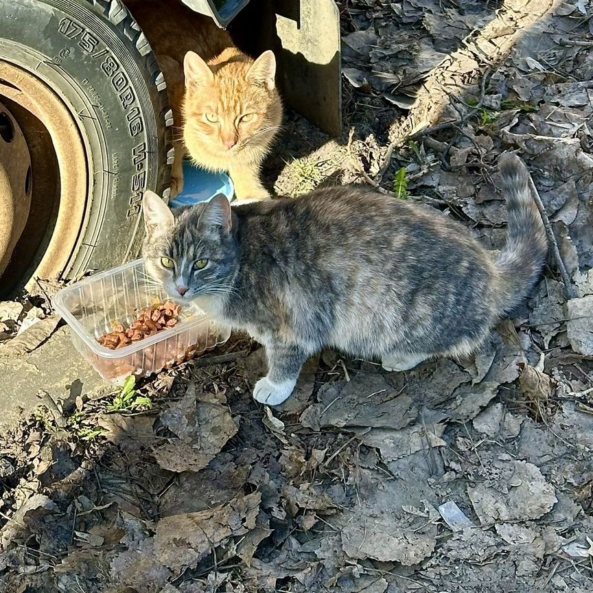 Котики бесплатно