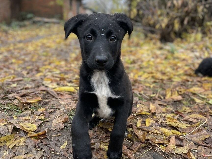 Щенок в добрые руки