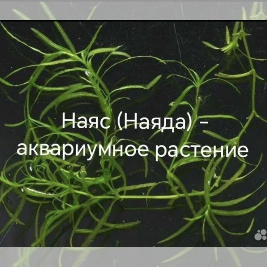 Аквариумное растение наяс-наяда