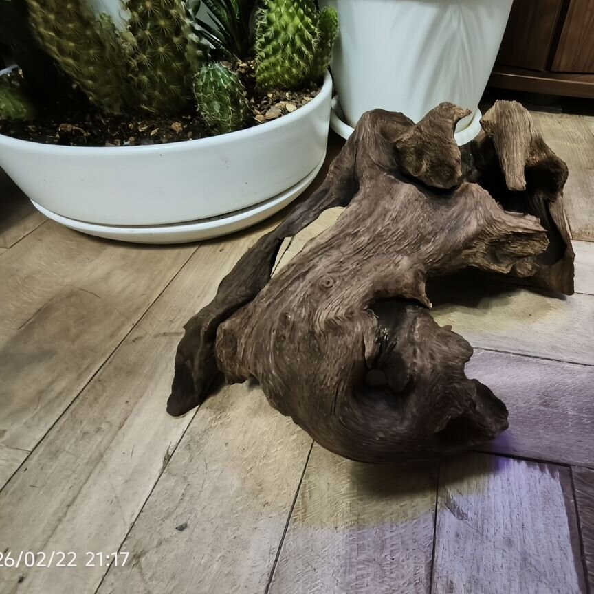 Коряга из белой акации