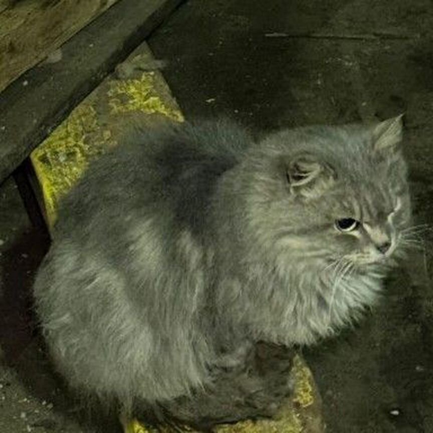 Кошки выживают на заводе