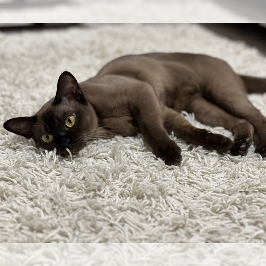 Бурма в разведение