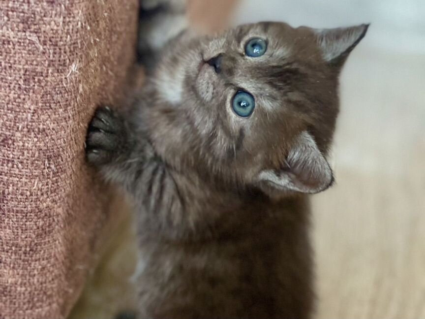Британский малыш