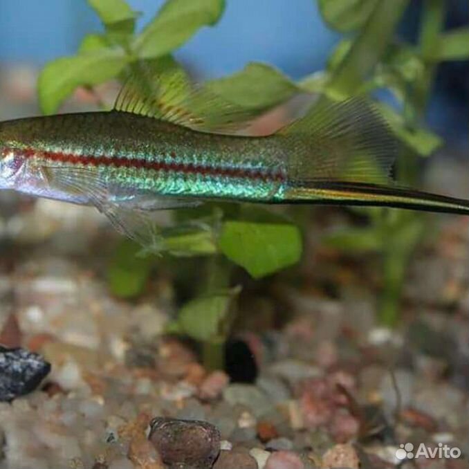 Зелёные меченосцы