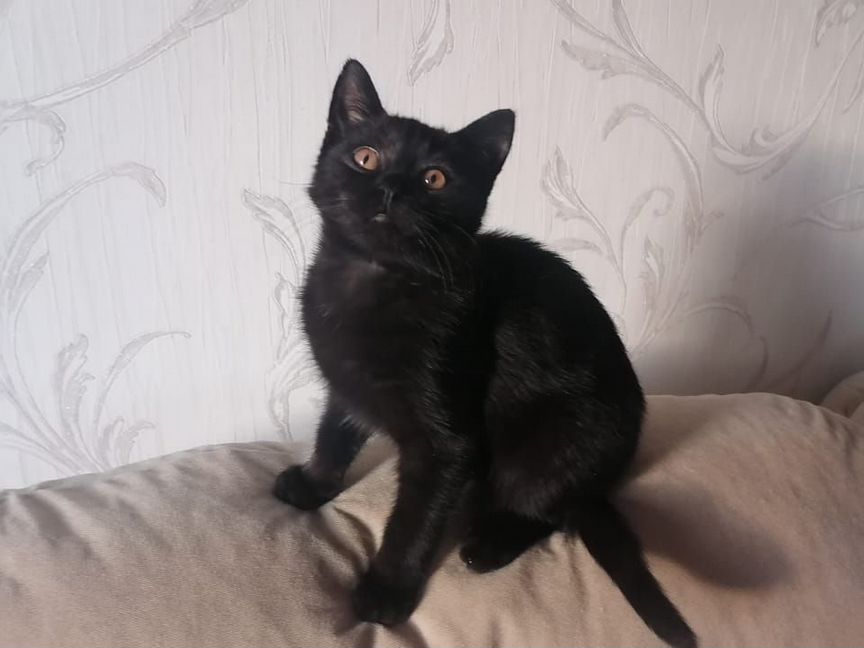 Котенок