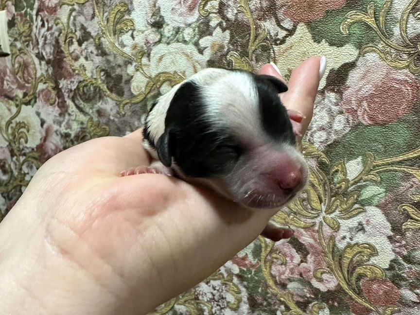 Щенки-лапочки