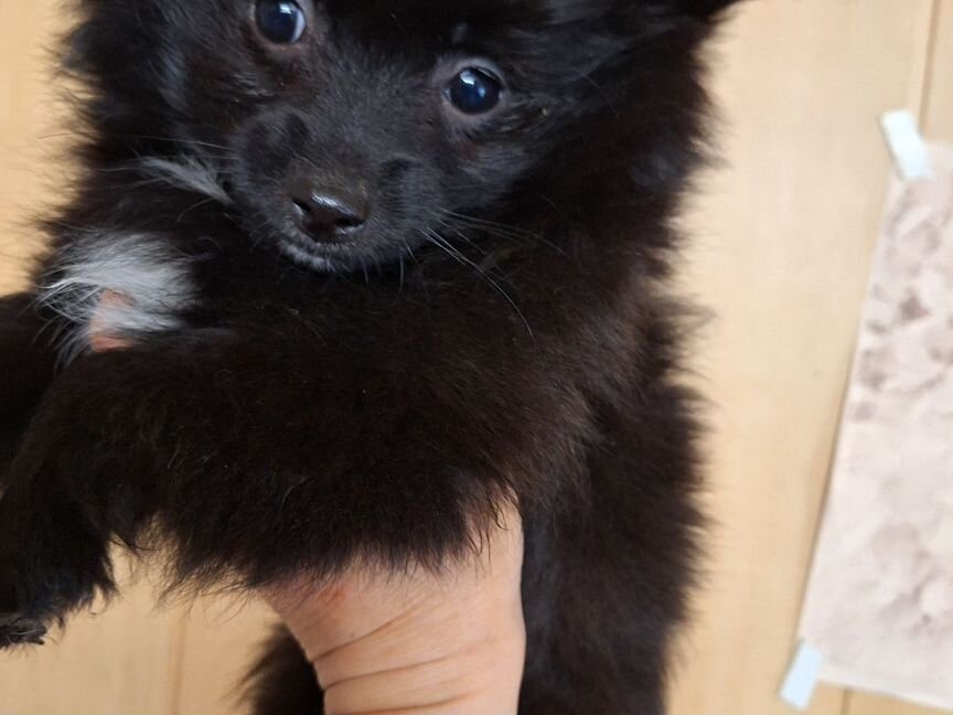 Щенки немецкого шпица