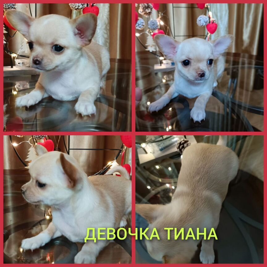 Щенок Чихуахуа метрика скор, клеймо, чип