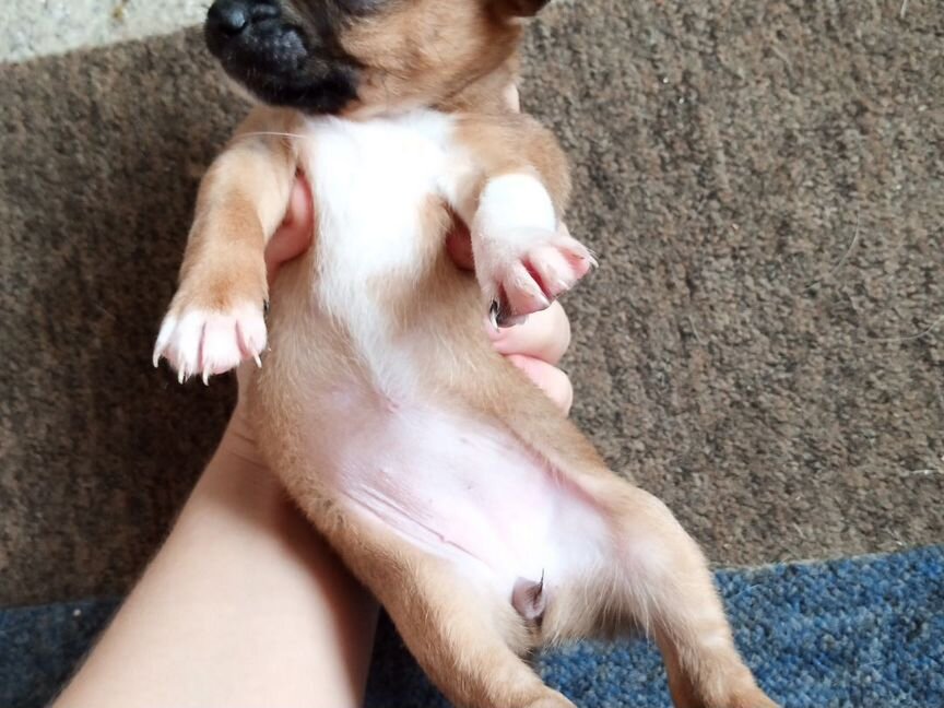 Щенки джек рассел терьер, отец помесь