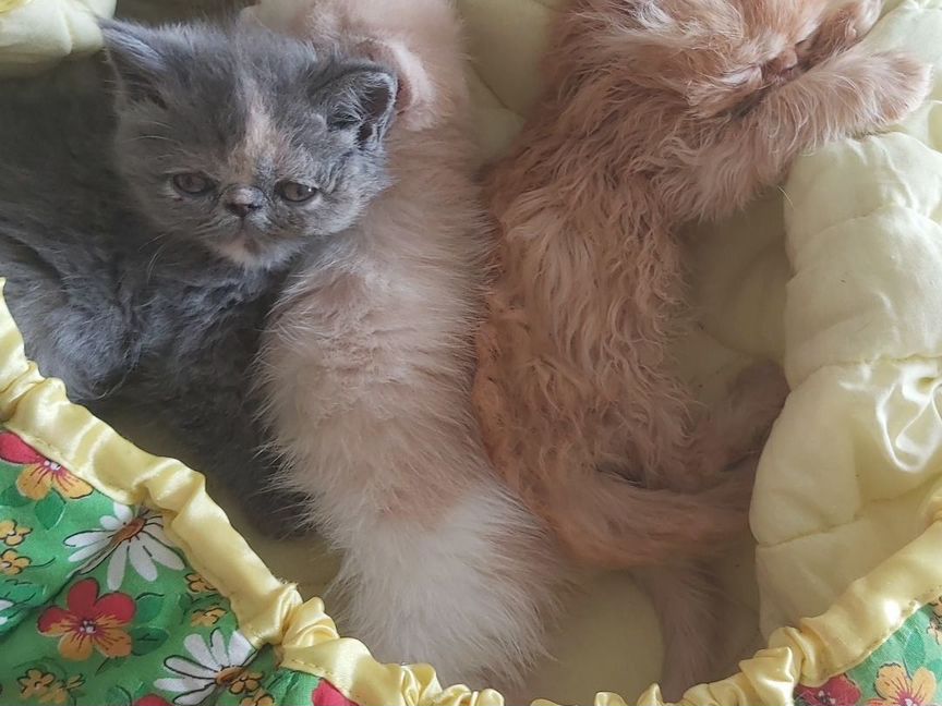 Котята экзотики и персики