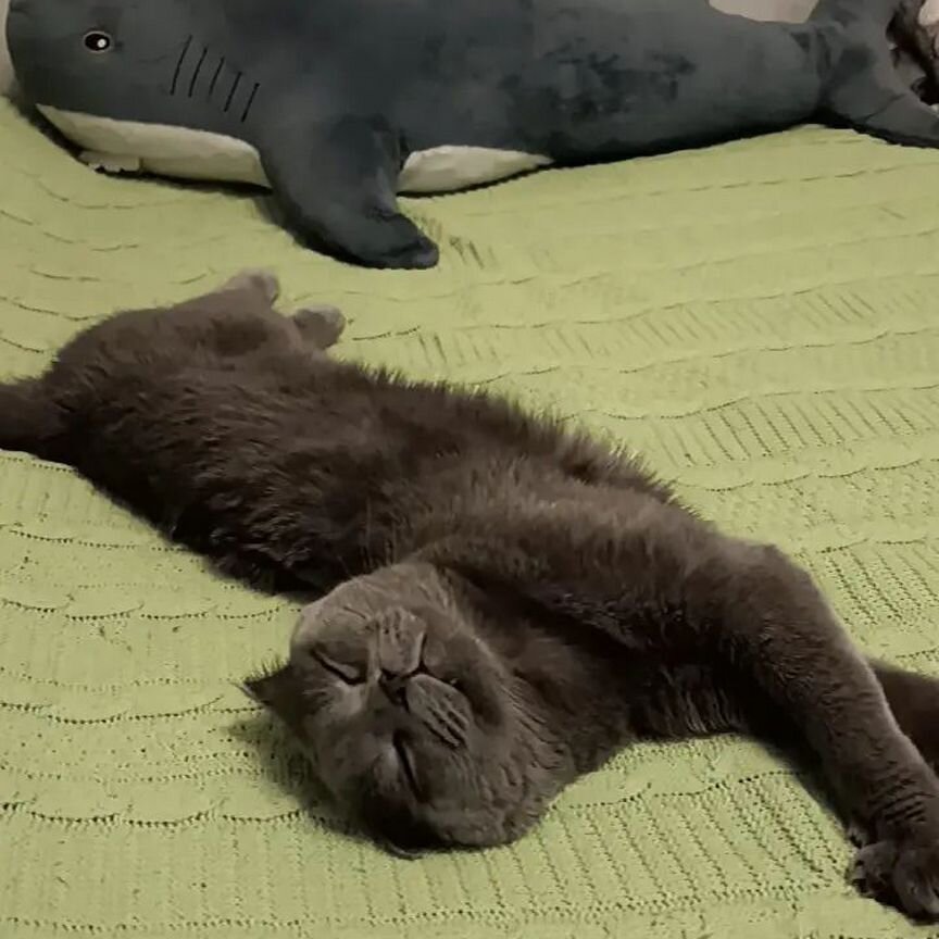 Шотландский вислоухий короткошёрстный кот, взрослый