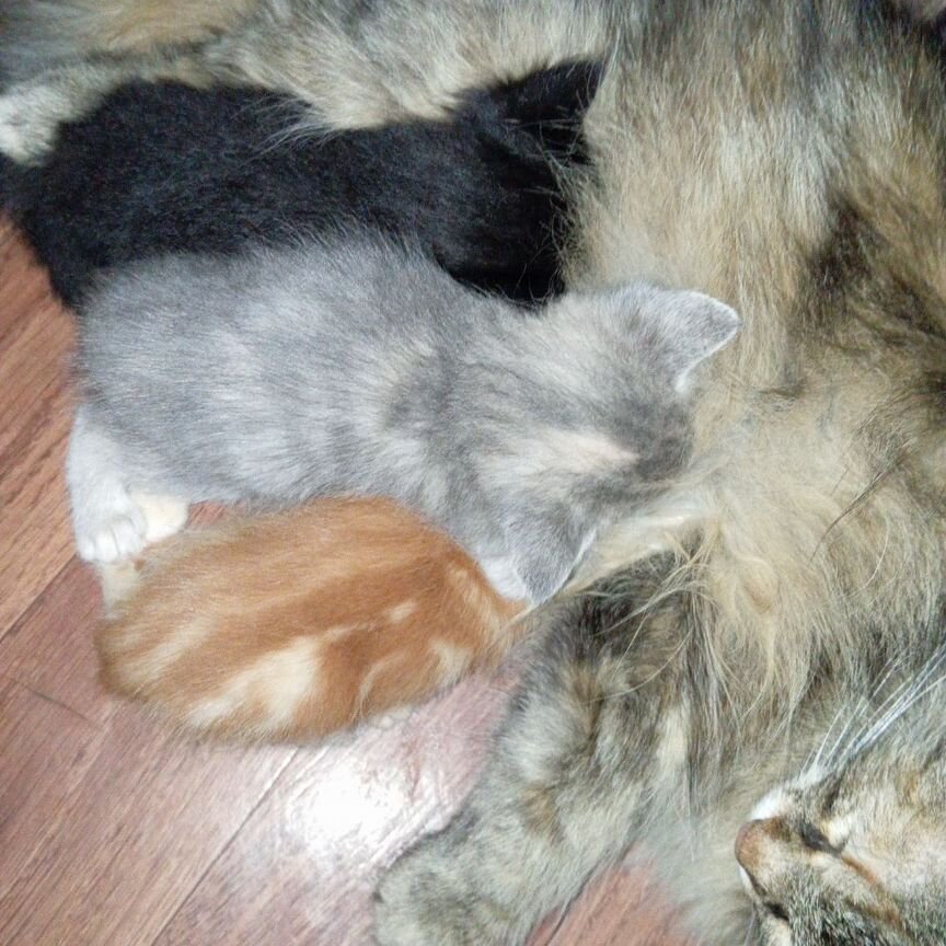 Котята в добрые руки