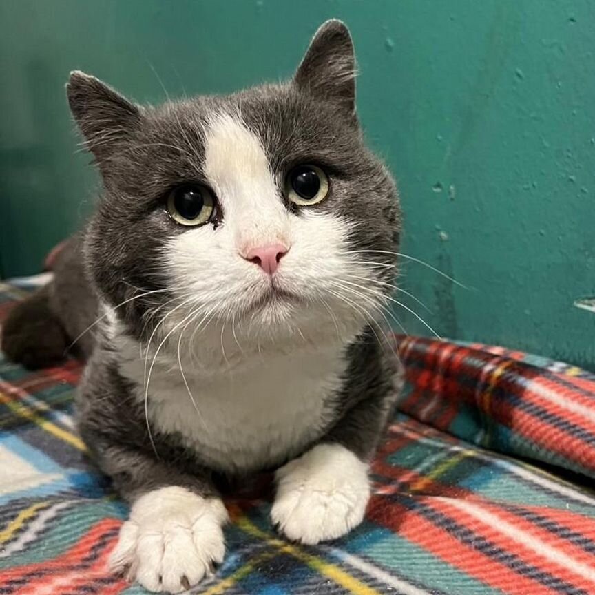 В поисках дома