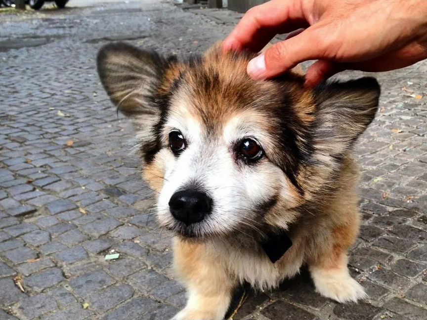 Волонтерам со щенками на пристройстве