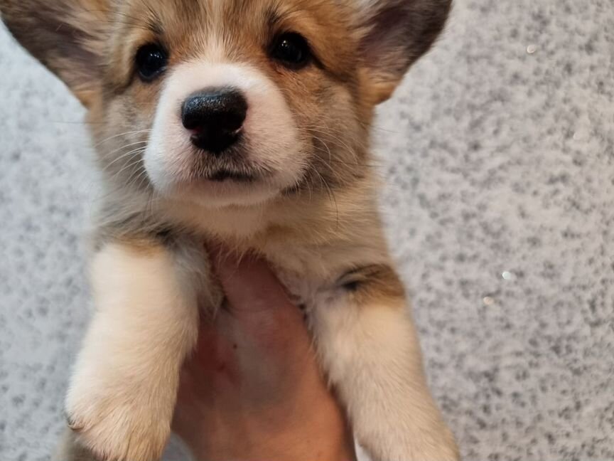 Щенки корги