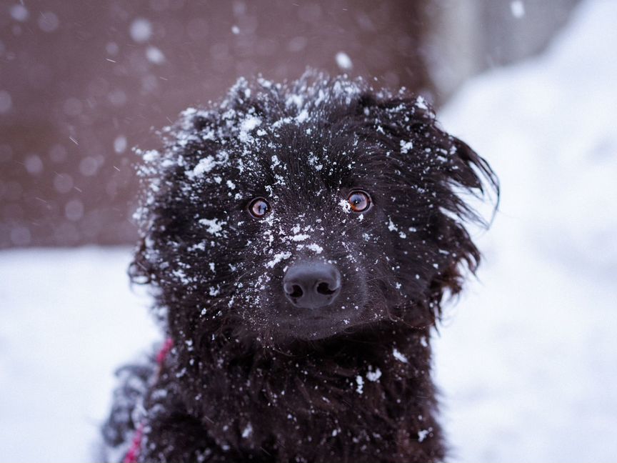 Домовёнок в добрые руки