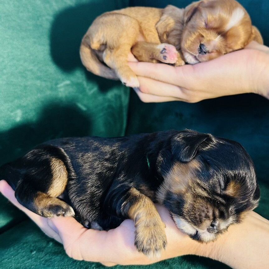 Кавалер кинг-чарльз-спаниель, щенок