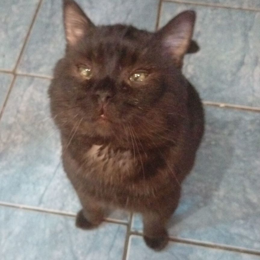 Найден кот на улице, пристраиваю в добрую семью