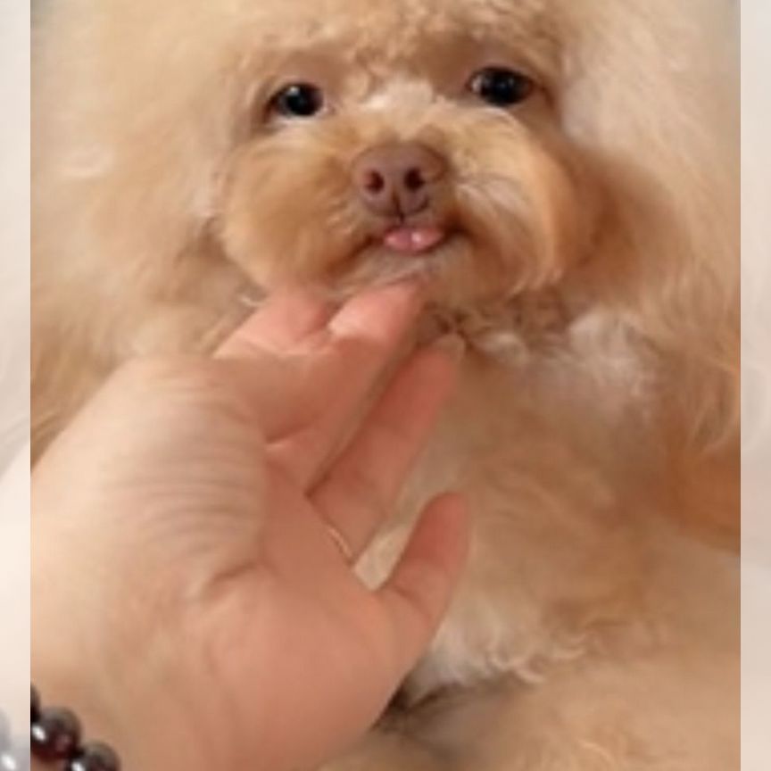 Той-пудель, взрослый пёс