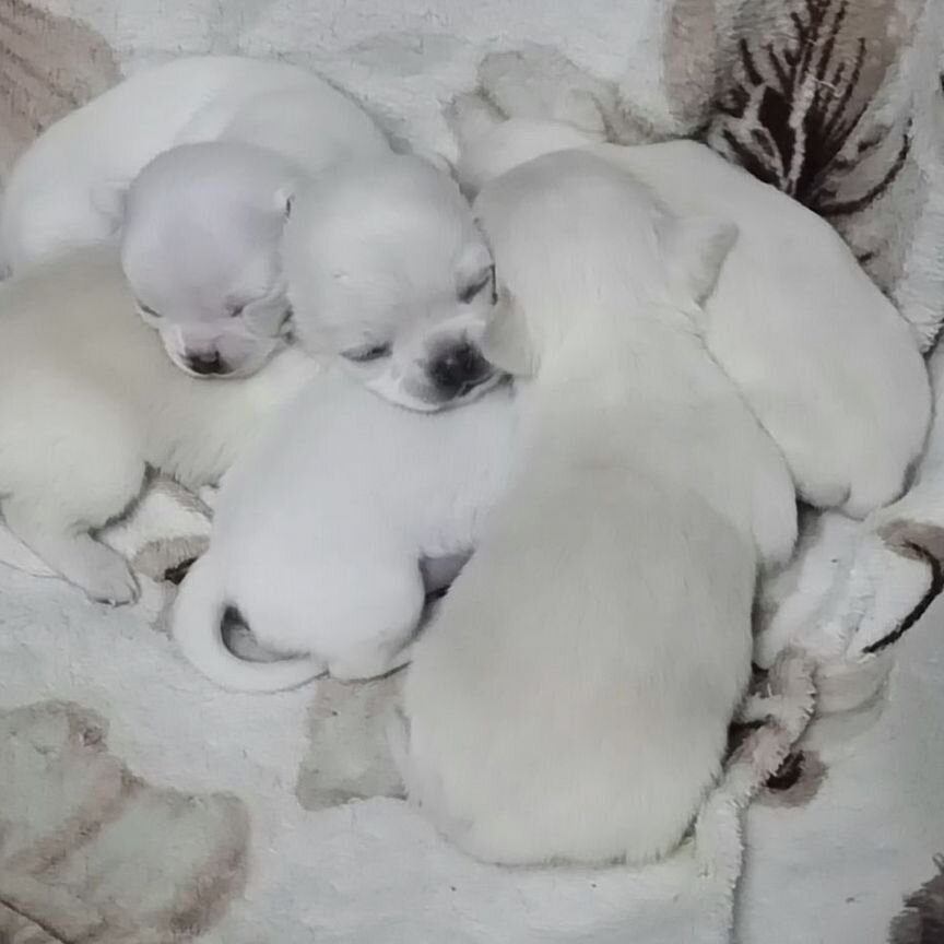 Чихуахуа, щенок