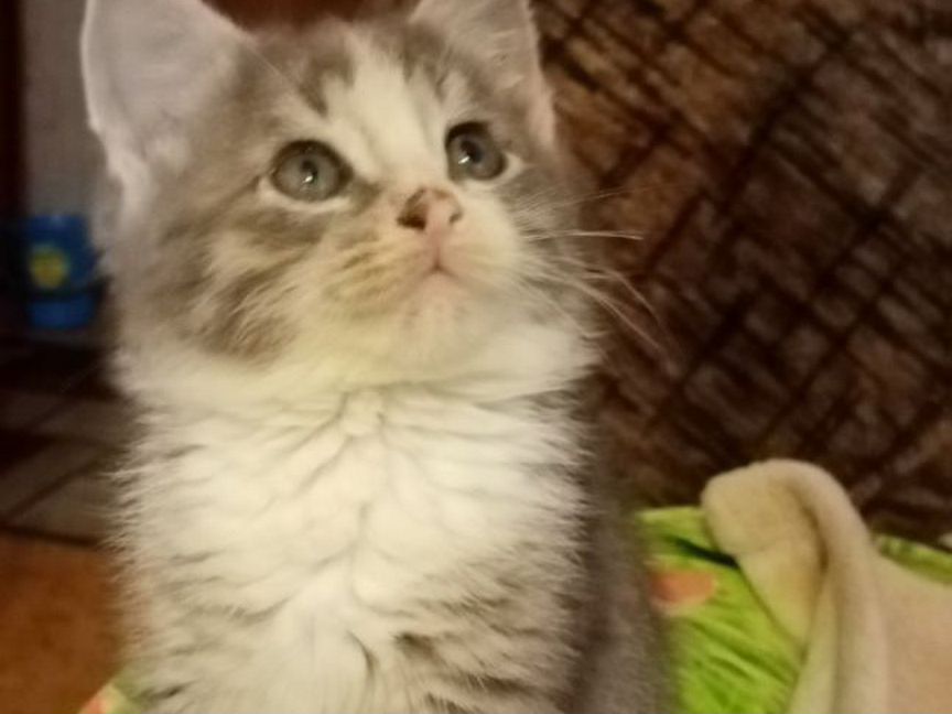 Кошки котята ищет дом