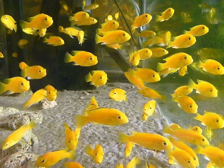 Аквариумные рыбки цихлиды еллоу от 1 см до 4 см