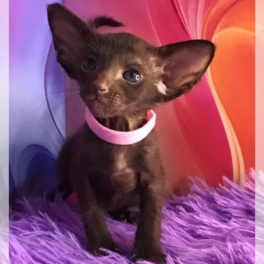 Ориентальный котёнок