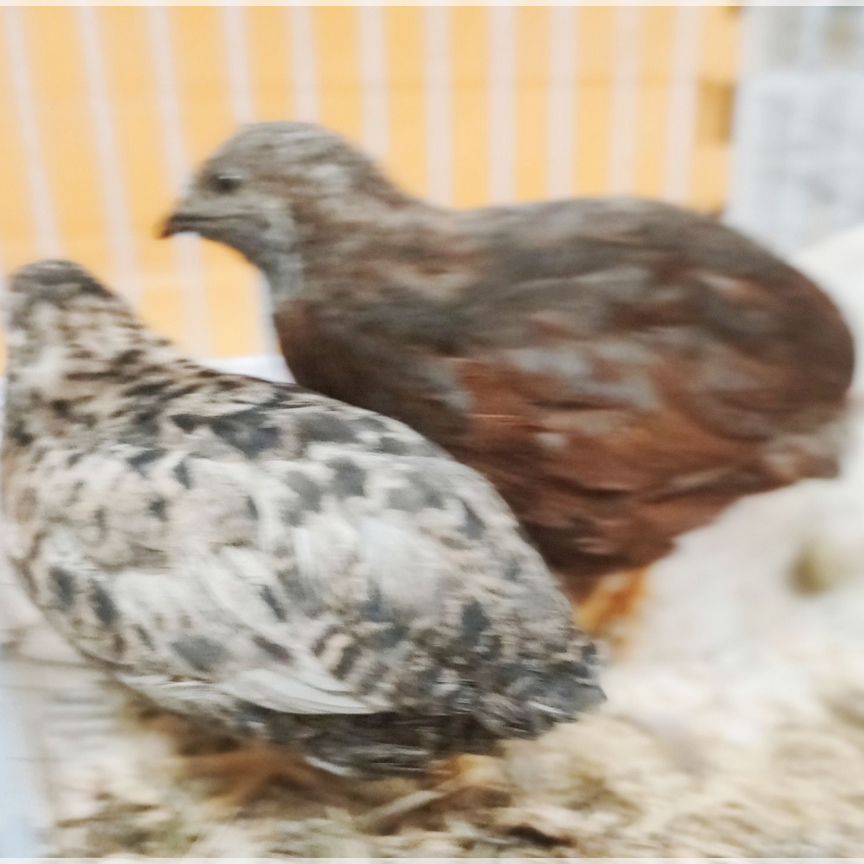 Китайский расписной перепел