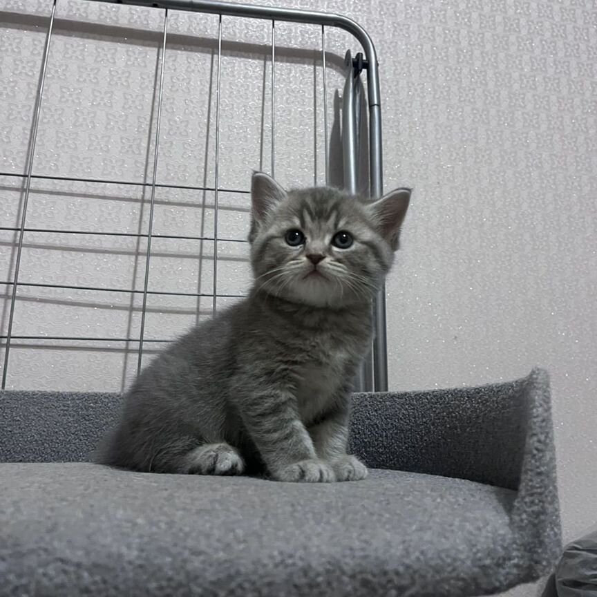 Британские котята