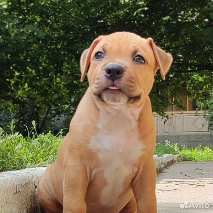 Красивый ребенок Амстаффтерьера