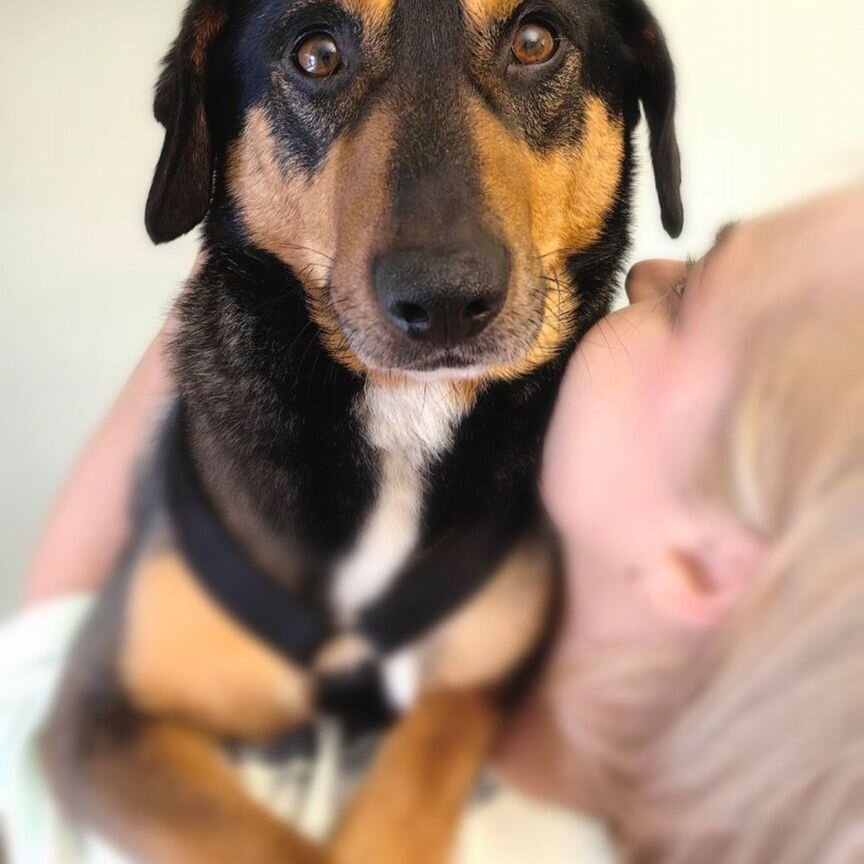 Добрый спокойный грустный Клаус ищет дом