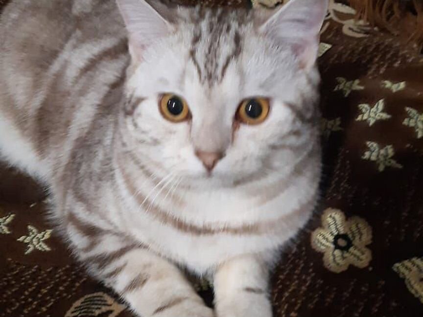Шотландский кот вязка