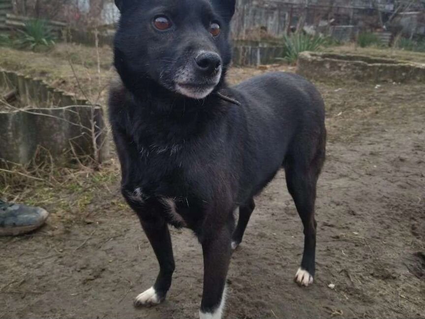 Небольшая собачка Бемби