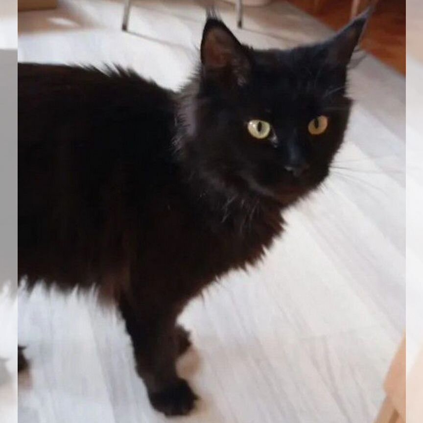 Мейн-кун котёнок