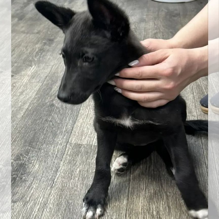 Щенок в добрые руки