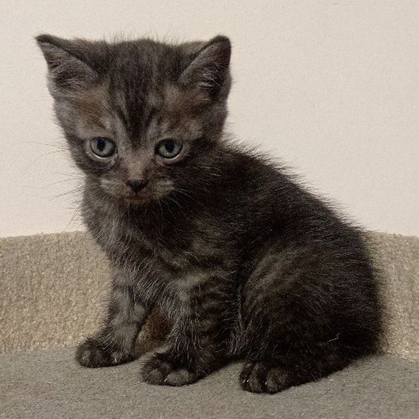 Британские котята бесплатно